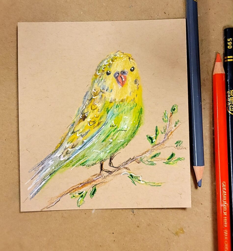 Mixed Media Parakeet Drawing & Video Tutorial